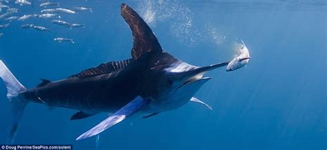 Image result for Fish Scream Compilation