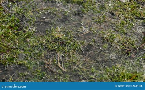 Image result for Swamp Grass Texture Minecraft