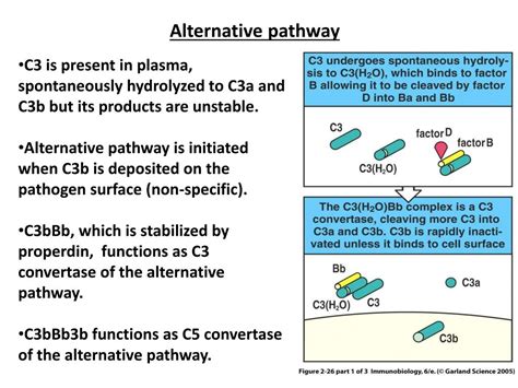 Image result for Complement System Steps