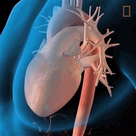 Image result for Heart Pumping Animation