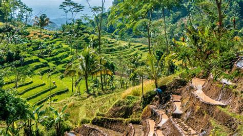 Image result for Java Island View