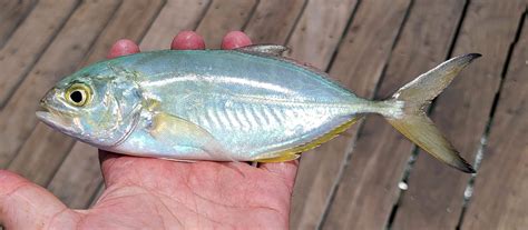 Image result for How to Catch Blue Runner Fish