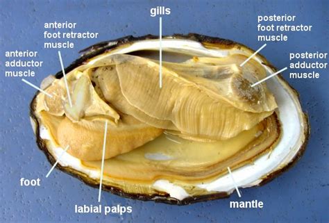 Clam Dissection - JKL Bahweting Middle School
