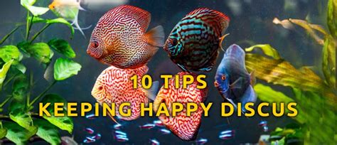 Image result for How to Keep Discus