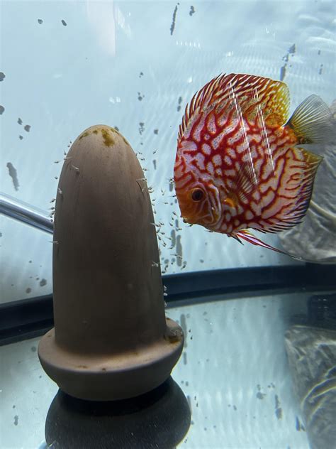 Image result for Discus Fish Breeding