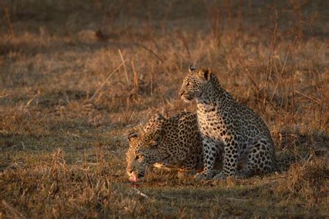 Image result for Leopard Eating