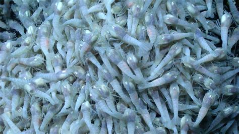 Image result for Alien Shrimp