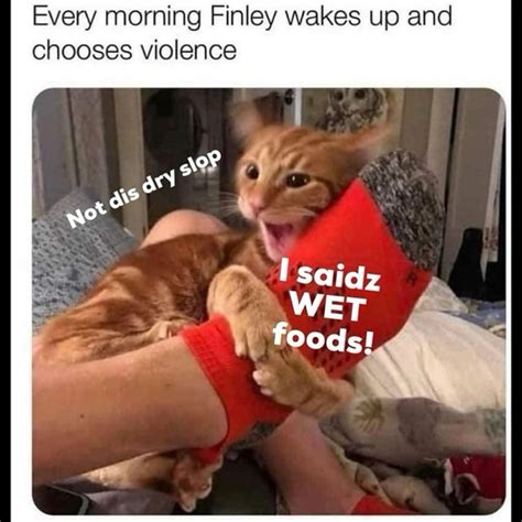 Image result for Random Cat Memes Clean