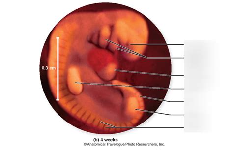 Image result for 4 Week Embryo