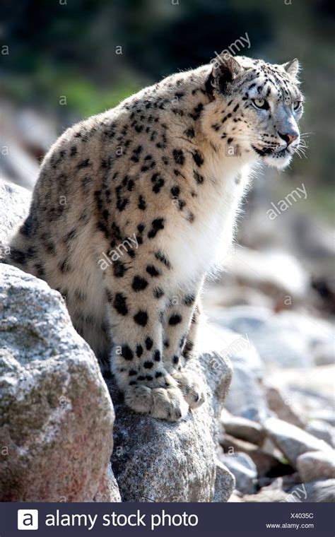 Image result for Snow Leopard Side View