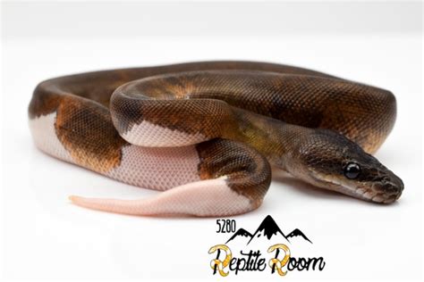 Image result for Suma Ball Python