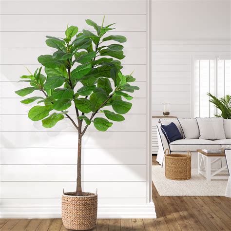 Image result for Fake Fiddle Fig Tree