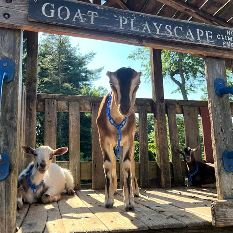 Image result for Goat Farm Setup