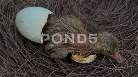 Image result for Ducklings Hatching