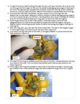 Image result for Tree Frog Dissection