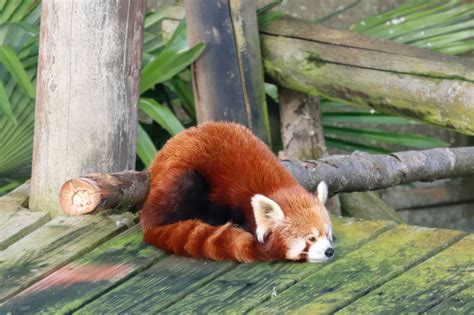 Image result for Red Panda Call