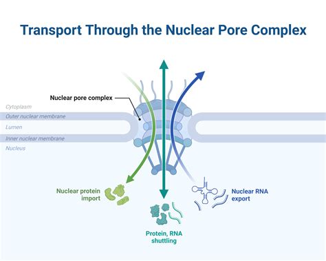 Image result for Computer Nuclear Pore Comple