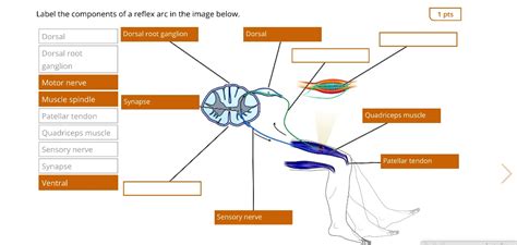 Image result for Components of Reflex Arc
