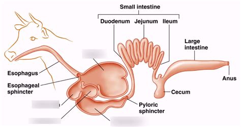 Image result for Ruminant Animals Digestive System