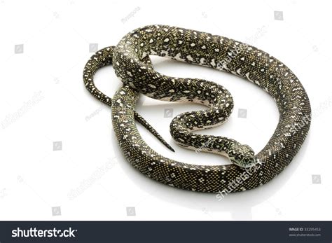 Image result for Diamond Python