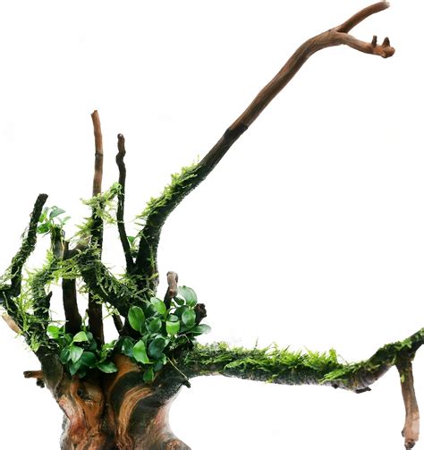 Image result for How to Grow Java Moss