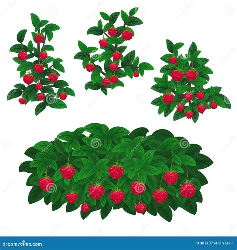 Image result for How to Plant Raspberry