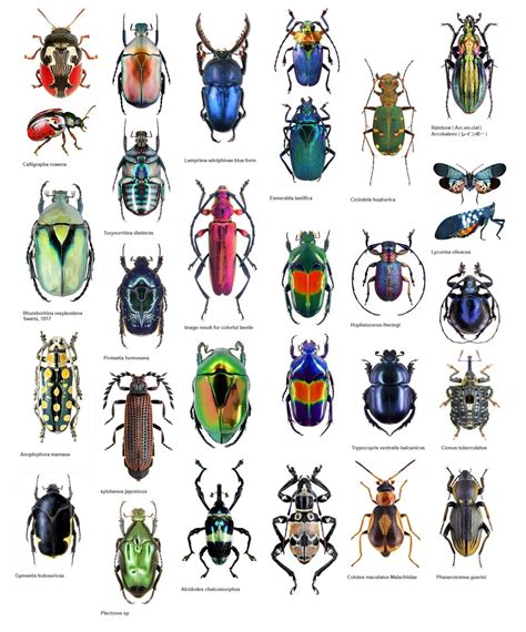 Image result for All Insects