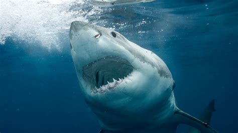 Image result for Alien Shark Attack