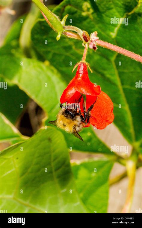 Image result for Pollinating Beans