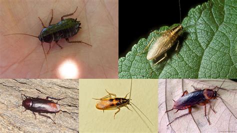 Image result for Types of Cockroaches Images