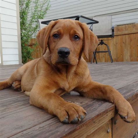 Image result for Fox Red Lab Pups