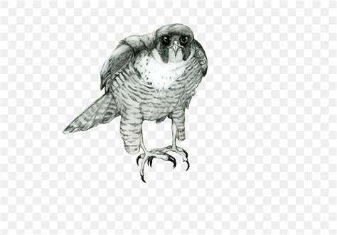 Image result for Hawk Beak Drawing