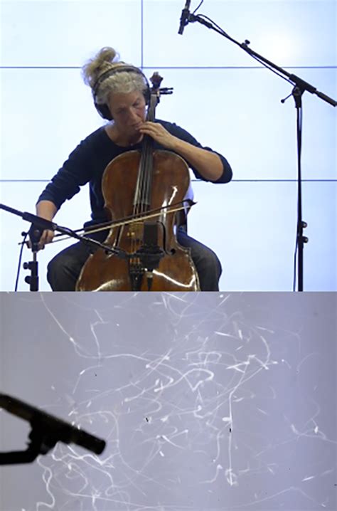 Image result for Insect Producing Music