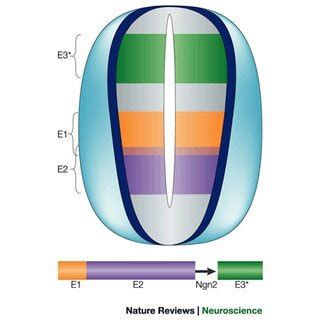 Image result for enhancer elements