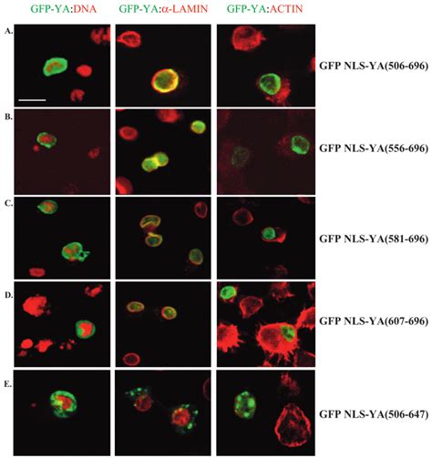 Image result for Nuclear Envelope Localization