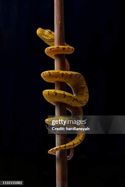 Image result for Coil or Python