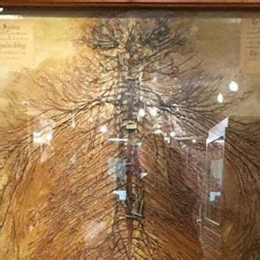 Image result for Nervous System Dissection