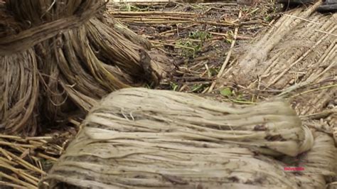 Image result for Jute Processing