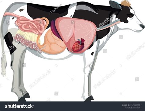 Image result for Ruminant Animals Digestive System