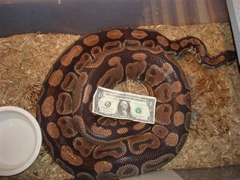 Image result for Adult Ball Python