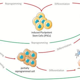 Image result for What Is Direct Reprogramming