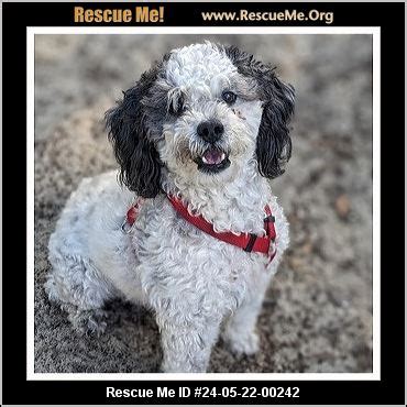 Image result for Adopt Cockapoo Website