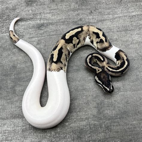 Image result for Pie Bald Python