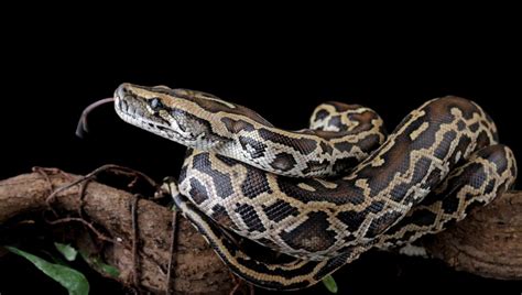 Image result for Gigantic Burmese Python