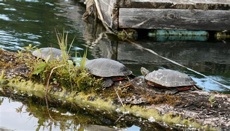 Image result for Salt Spring Island Conservancy