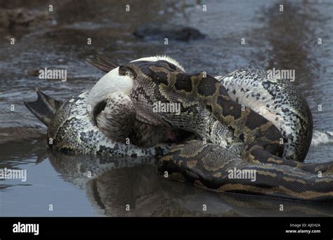 Image result for African Rock Python Swallows