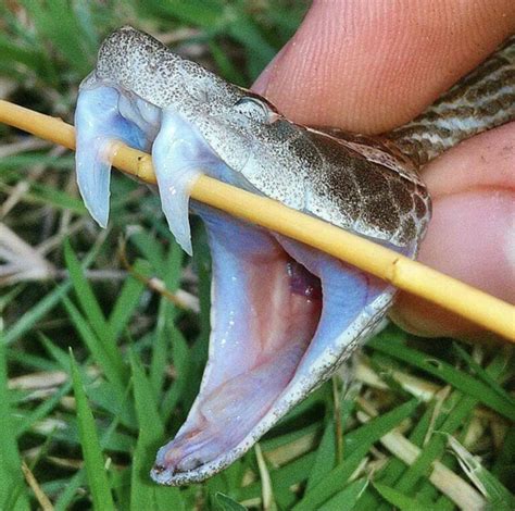 Image result for ASP Snake Fangs