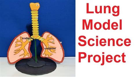 Image result for Lung Model Science Project