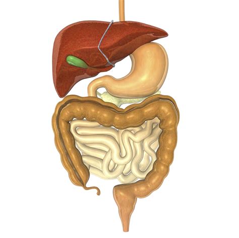 Image result for Appendix WHA Is It