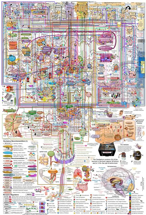 Image result for Brain Map